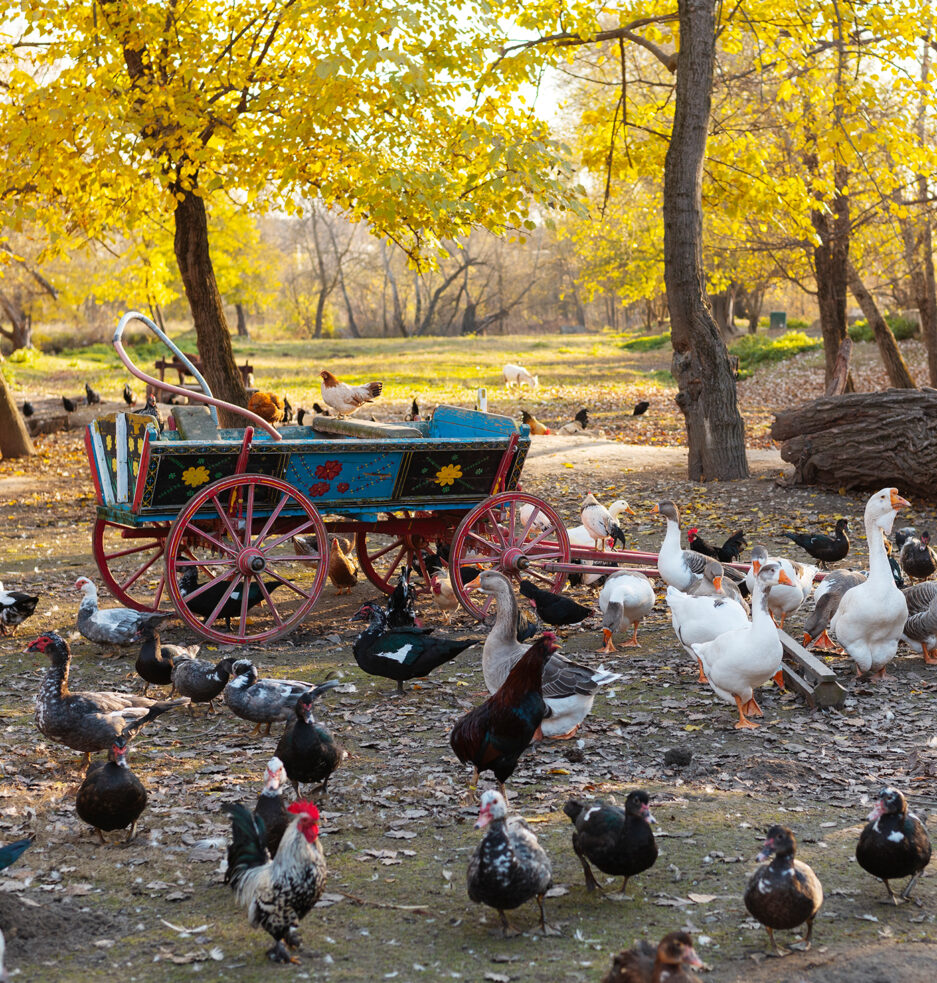 The Benefits of a Backyard Flock - Purely Poultry