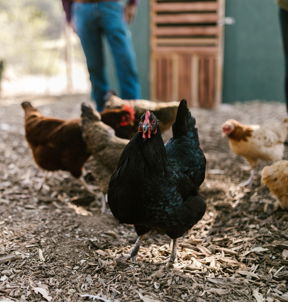 Blog – Purely Poultry