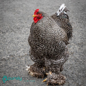 Barred Cochin Standard Chicks - Purely Poultry
