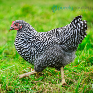 Barred Plymouth Rock Bantam Chicks - Purely Poultry