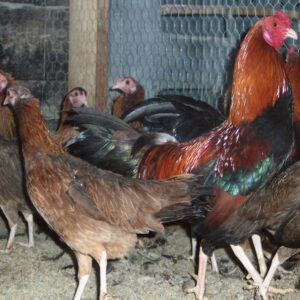 Black Breasted Red Cubalaya Chicks - Purely Poultry