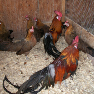 Black Breasted Red Phoenix Bantam Chicks - Purely Poultry