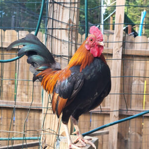 Black Breasted Red Phoenix Chicks - Purely Poultry