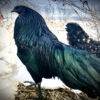 Black Sumatra - Purely Poultry