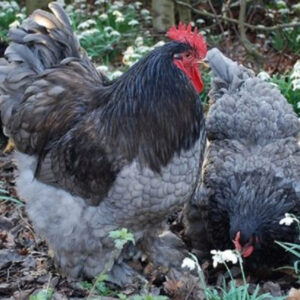 Blue Cochin Bantam Chicks - Purely Poultry