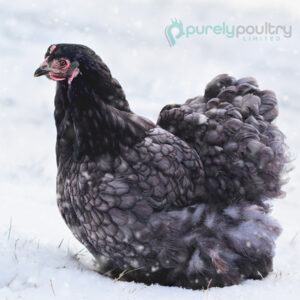Blue Cochin Standard Chicks - Purely Poultry