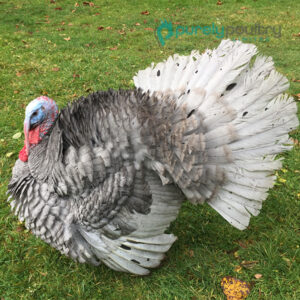 Blue Slate Turkey Poults - Purely Poultry