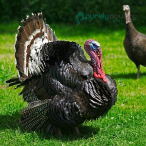 Bronze Heritage Standard Turkey Poults – Purely Poultry