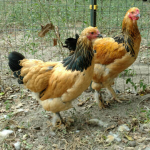 Buff Brahma Bantam Chicks - Purely Poultry