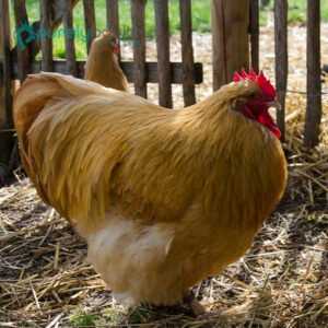 Buff Cochin Bantam Chicks - Purely Poultry