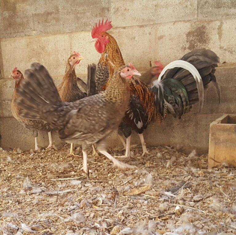 Crele Standard Old English Chicks - Purely Poultry