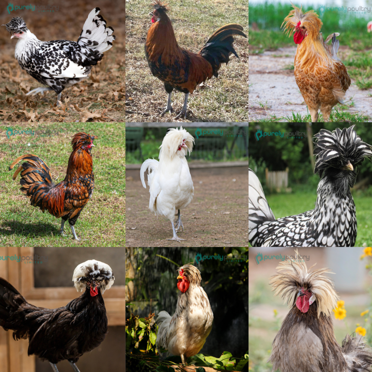 Crested “Top Hat” Chicks Assortment – Purely Poultry