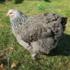 Dark Brahma Chicks - Purely Poultry