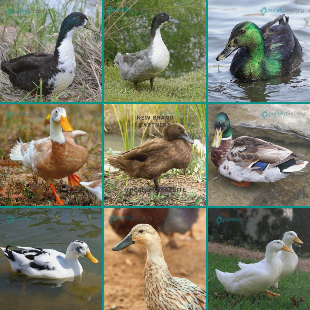 Duckling Assortment - Purely Poultry