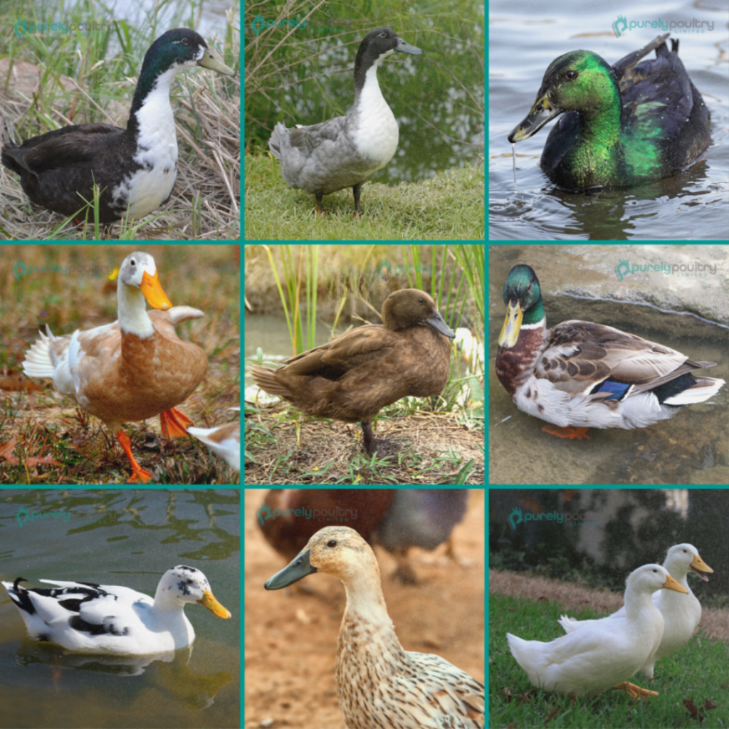 Duckling Assortment - Purely Poultry