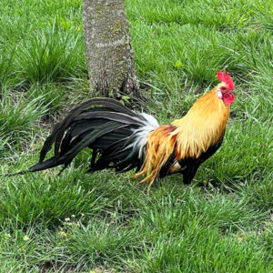 Gold Duckwing Phoenix Bantam Chicks - Purely Poultry