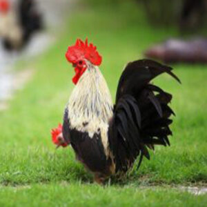 Gray Japanese Bantam Chicks - Purely Poultry