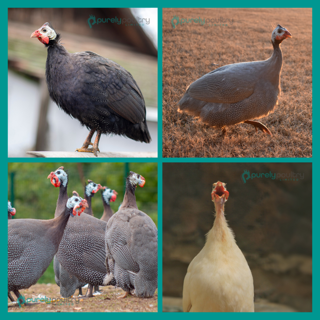 Guinea Keets Assortment - Purely Poultry