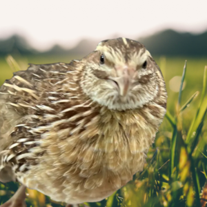 Jumbo Egyptian Coturnix Quail Hatching Eggs - Purely Poultry