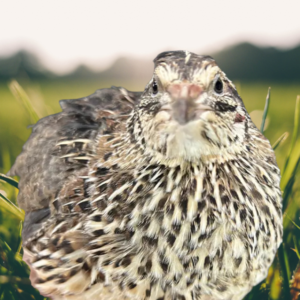 Jumbo Pharaoh Coturnix Quail Hatching Eggs - Purely Poultry