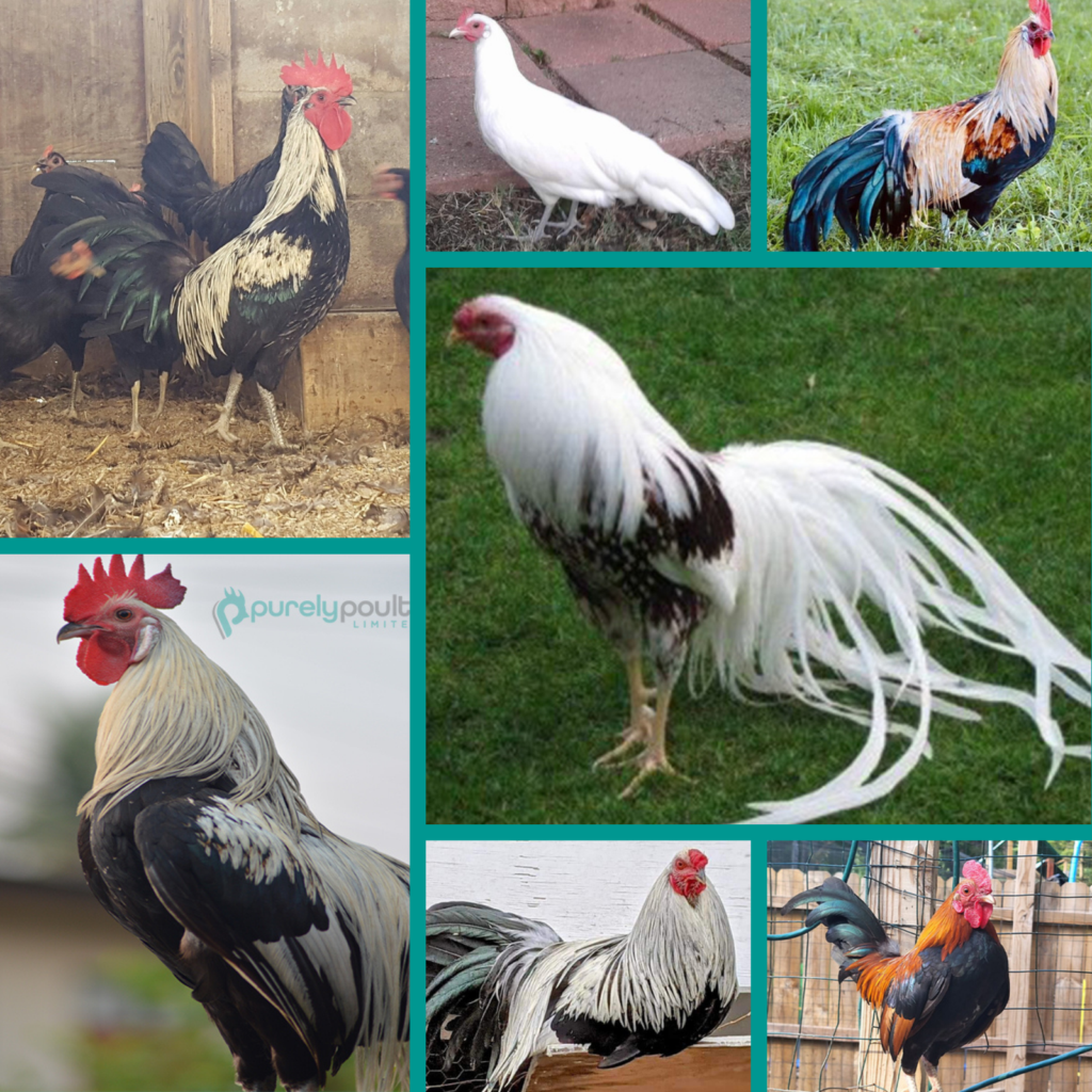 Long Tail Chicks Assortment - Purely Poultry