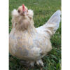 Porcelain D’uccle Bantam Chicks - Purely Poultry