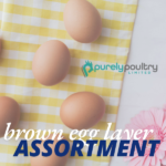 Brown Egg Layer Assortment - Purely Poultry