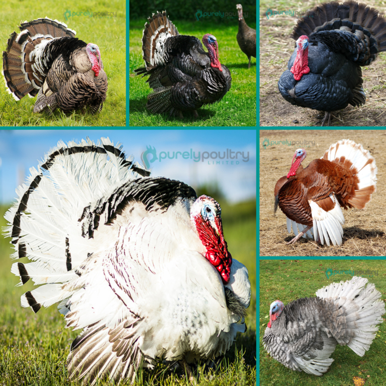 Rare Turkey Poults Assortment - Purely Poultry