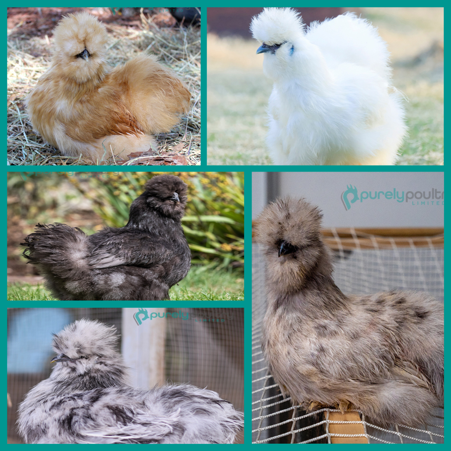 Silkie Chicks Assortment - Purely Poultry
