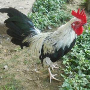 Silver Duckwing Old English Bantam Chicks - Purely Poultry