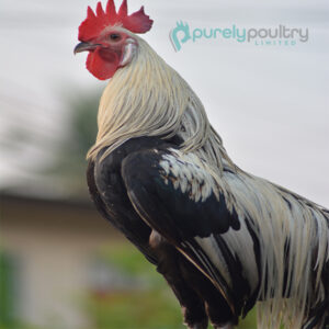 Silver Duckwing Phoenix Chicks - Purely Poultry