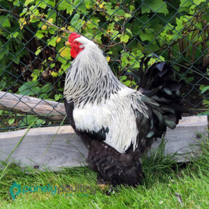 Silver Laced Cochin Standard Chicks - Purely Poultry
