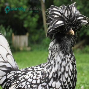 Silver Laced Polish Chicks – Purely Poultry