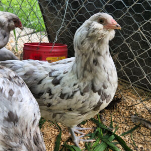 Splash Ameraucana Chicks - Purely Poultry
