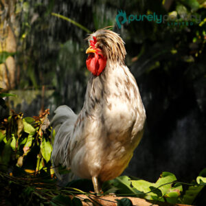 Splash Polish Chicks - Purely Poultry