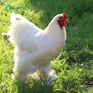 White Cochin Standard Chicks - Purely Poultry