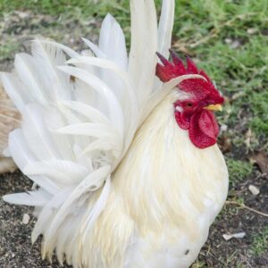 White Japanese Bantam Chicks - Purely Poultry