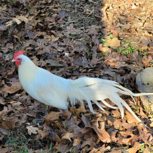 White Phoenix Bantam Chicks - Purely Poultry
