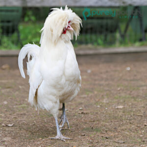 White Polish Chicks - Purely Poultry