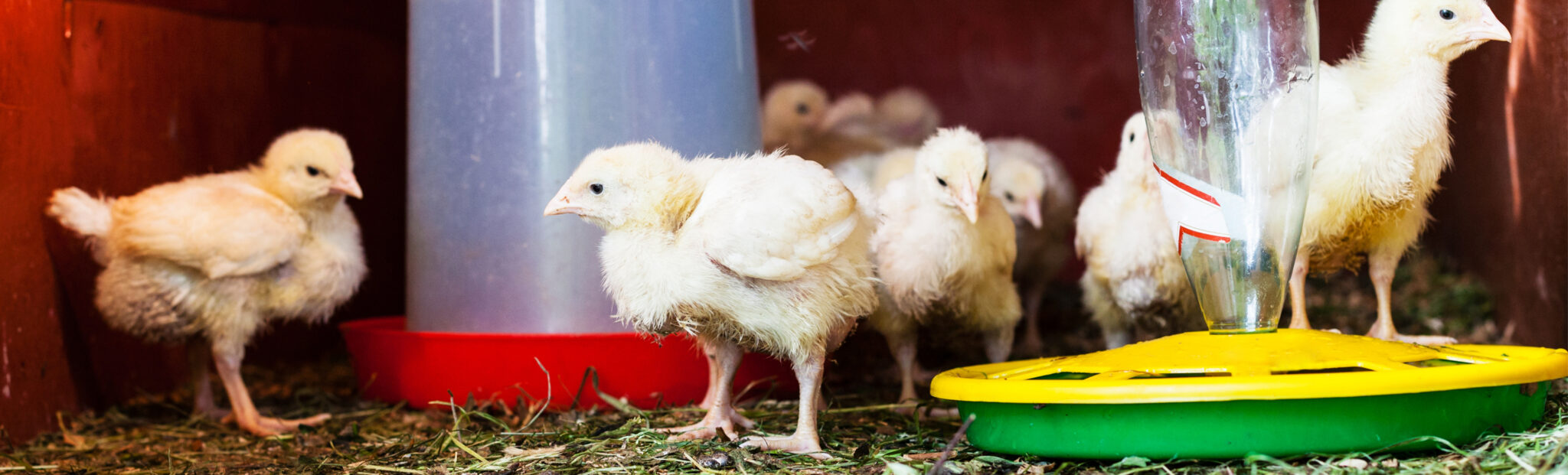 Care Information – Purely Poultry