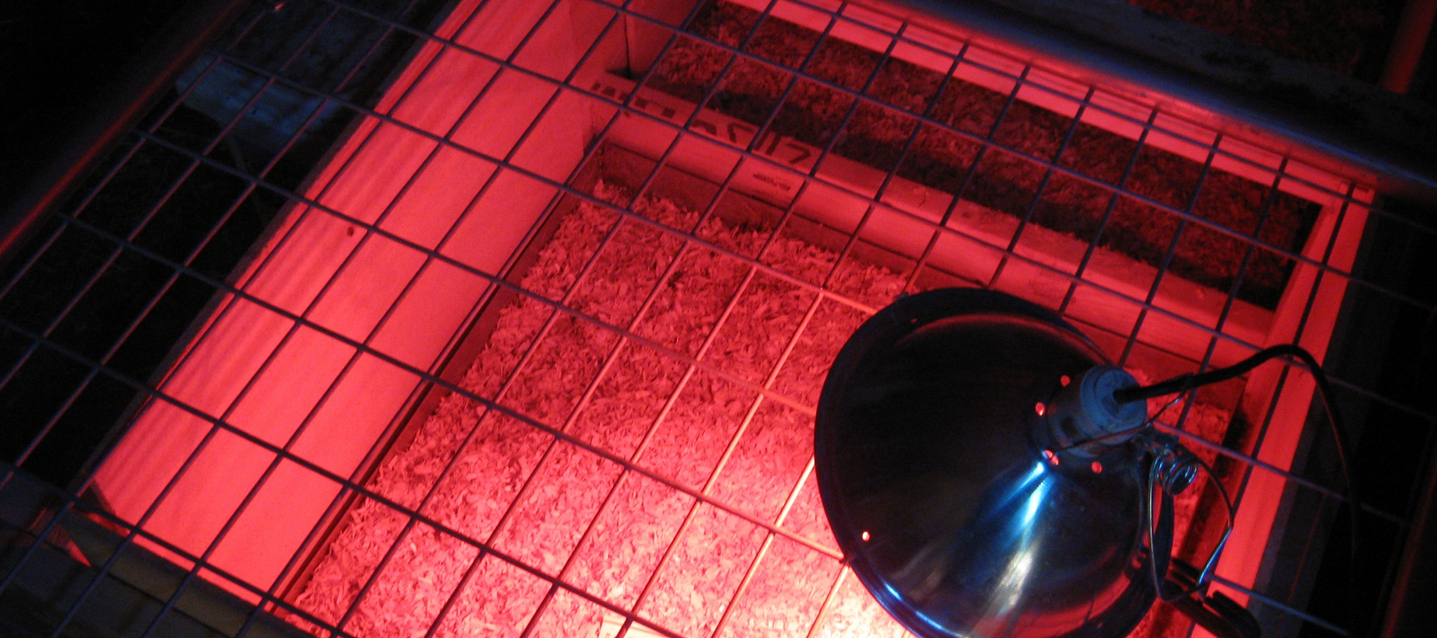 Care Information – Purely Poultry