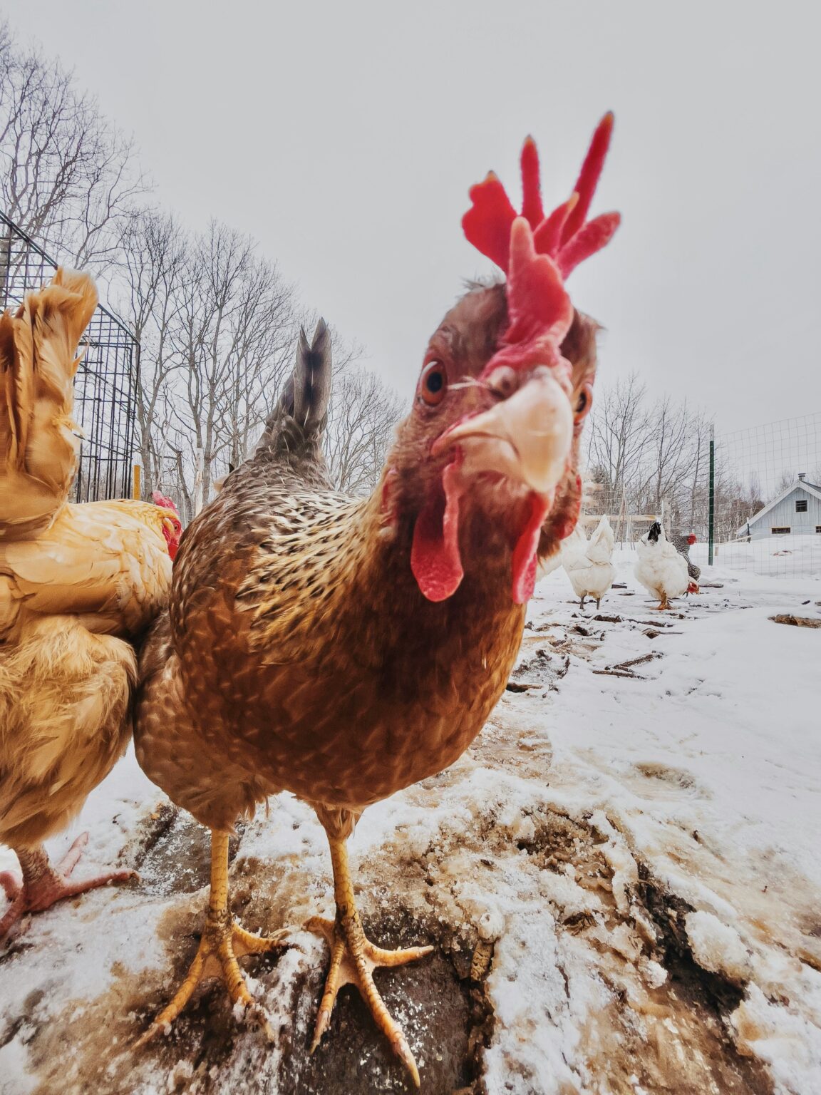 Winter Emergency Chicken Coop Prep Checklist - Purely Poultry